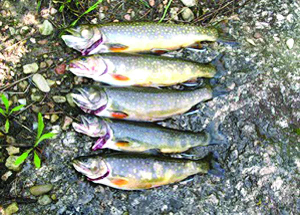 Try to catch more brook trout — if you can! | News, Sports, Jobs - The ...